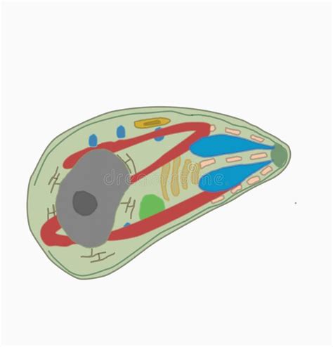 Toxoplasma Gondii A Parasite Stock Illustration Illustration Of