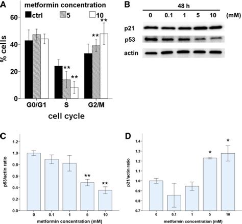 Metformin Induces Cell Cycle Arrest A Ishikawa Cells Were Treated
