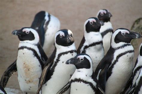choosing a linux distribution the new stack