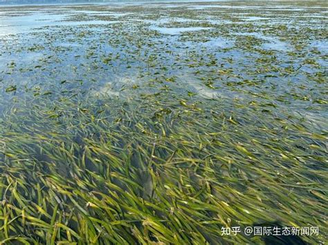 南海区海草床生态调查研究正式出版 知乎
