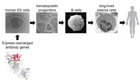Bhattacharya Lab Pluripotent Stem Cell Engineering Work