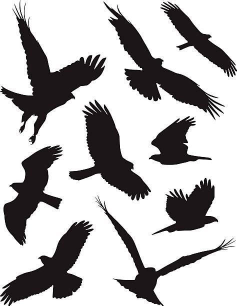 26100 Hawk Stock Illustrations Royalty Free Vector Graphics And Clip