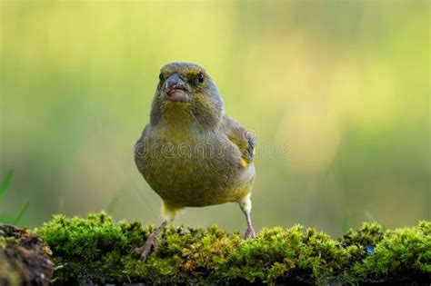 European Greenfinch Chloris Chloris Or Common Greenfinch Is A Small
