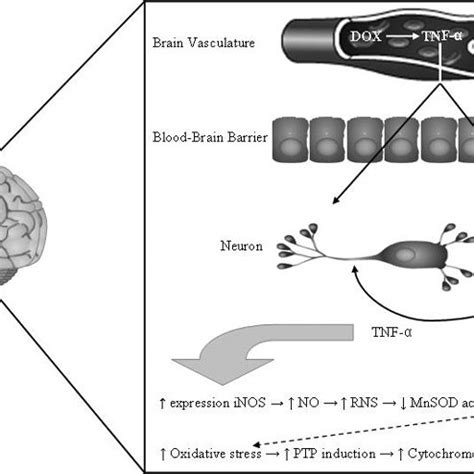 PDF Doxorubicin The Good The Bad And The Ugly Effect