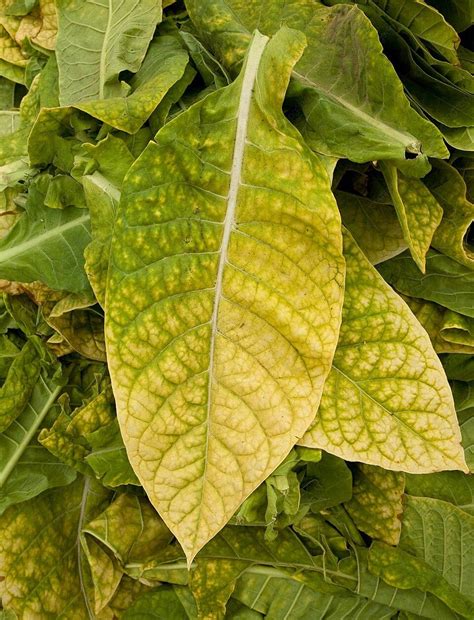 Toxic Leaves Background Images Hd Pictures And Wallpaper For Free