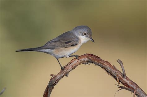 900 Bonelli Pictures