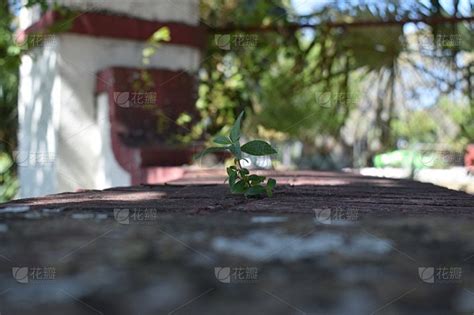 生长在砖