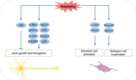 Transcription Factors Regulate Nerve Regeneration After Peripheral