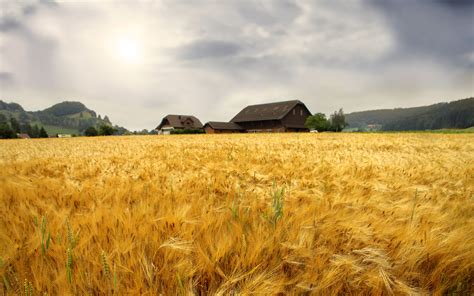 Hd Farm Wallpaper 59 Images