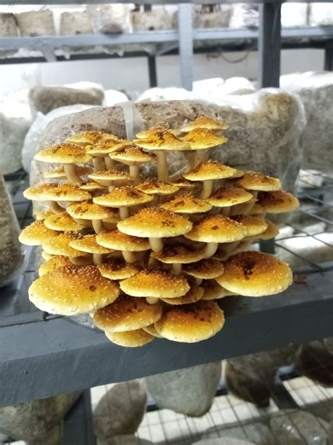 Alinafe Banda On Linkedin Environmentallyfriendly Mycology Exoticmushrooms Mushroomfarming