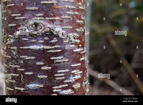 Striped Bark Of Prunus Serial X Serrulata Tree Or The Japanese And