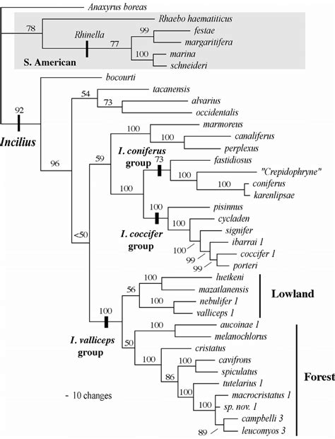 Parsimony Analyses Of The Combined Non Molecular 44 Characters And Download Scientific