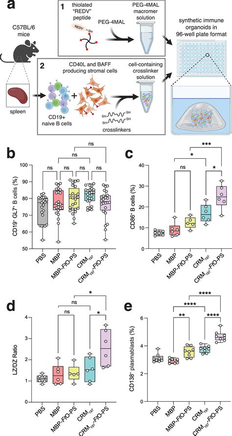 B Cell Activation Germinal Center