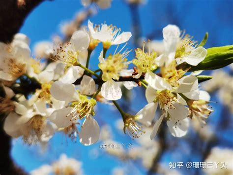 广州这充满“冬天”感觉的地方，约3000亩李花盛放，像下了场大雪 知乎