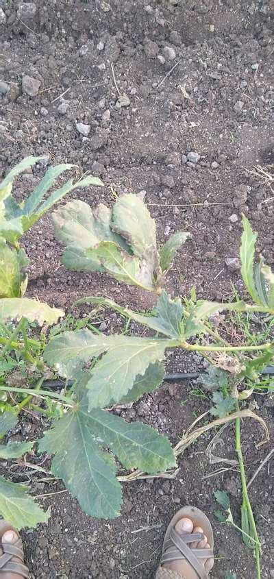 भेड़ीची पाने आशी होत आहे कृषी समुदाय प्लँटिक्स