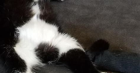 Caturday Ft Bene Gesserit Album On Imgur