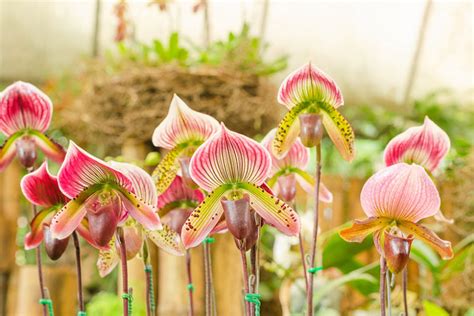 Paphiopedilum Slipper Orchids