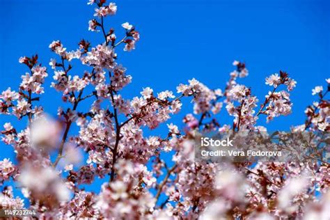 벚꽃 나무의 개화 푸른 하늘 배경에 사쿠라 꽃입니다 화창한 봄 날에 정원 소프트 포커스 식물 사진 벽지 필드의 얕은 깊이입니다 흐리게 꽃 배경입니다 0명에 대한 스톡 사진