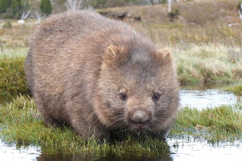 4 Day Tassie Highlights Wild West Coast Adventure Travel Holiday