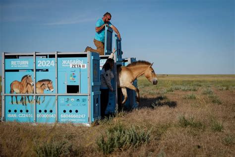 Una especie de caballo que está en peligro de extinción volvió a su