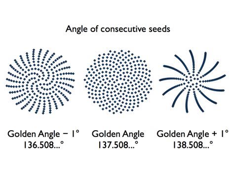 Sunflower Seed Golden Angle Diagram 001 Fibonacci Fibonacci Sequence