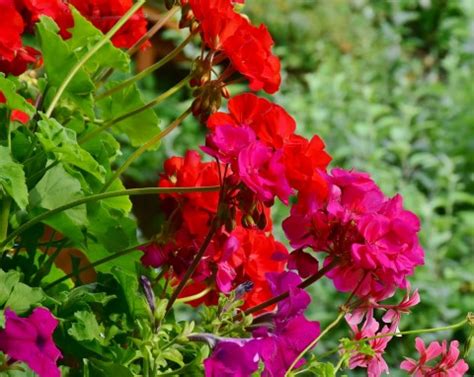 Zimowanie pelargonii w domu Jak zabezpieczyć rośliny na zimę