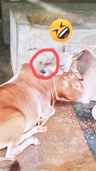 মাশাল্লাহ গরুর দাঁত টি অনেক সুন্দর 😍🙀 Youtube