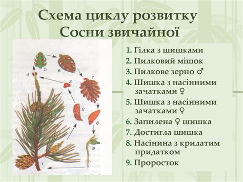 Голонасінні Загальна характеристика презентация онлайн