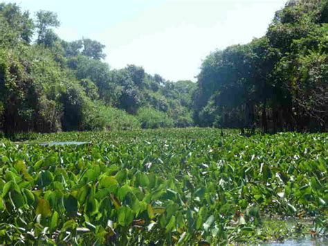 Sandstone Cottage Photographs Of Brazil Pantanal