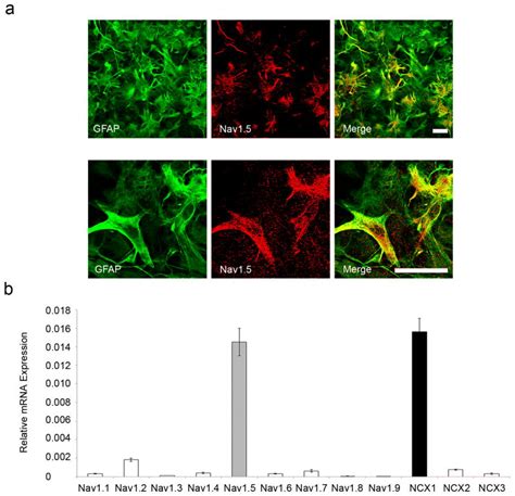 Voltage Gated Sodium Channel Nav Contributes To Astrogliosis In An In Vitro Model Of Glial