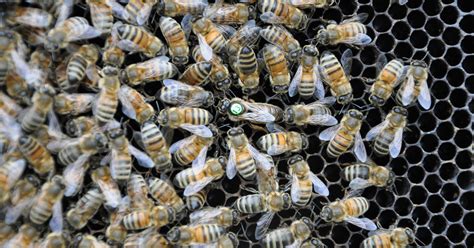 United States Bee Colonies In Crisis