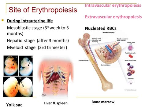 Erythropoiesis