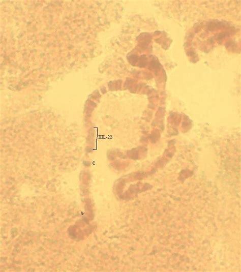 Chromosome Iii Showing Inversion Iiil 22 A Floating Inversion Found In