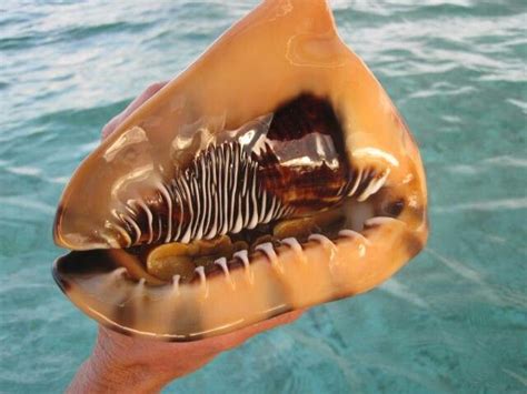 1354 Best Fossils And Shells Images On Pinterest Shells Conch Shells