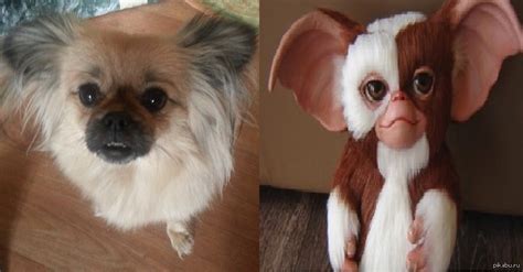 Найди 10 отличий Пикабу