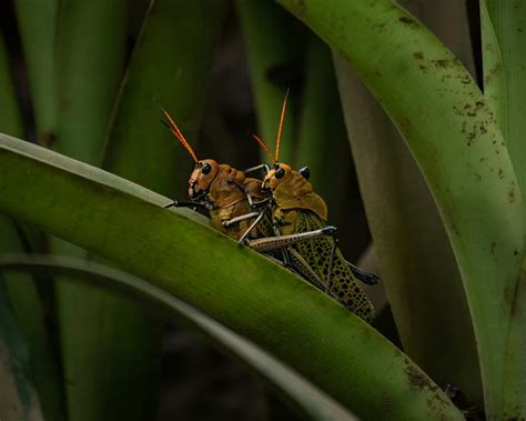 4 Spiritual Meanings Of Grasshoppers