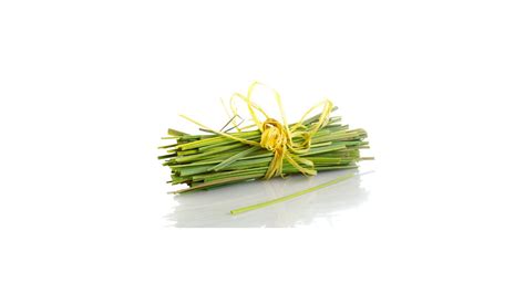 Lacey Green Lemongrass Candle Like A Walk On A Spring Morning Burns By Burns