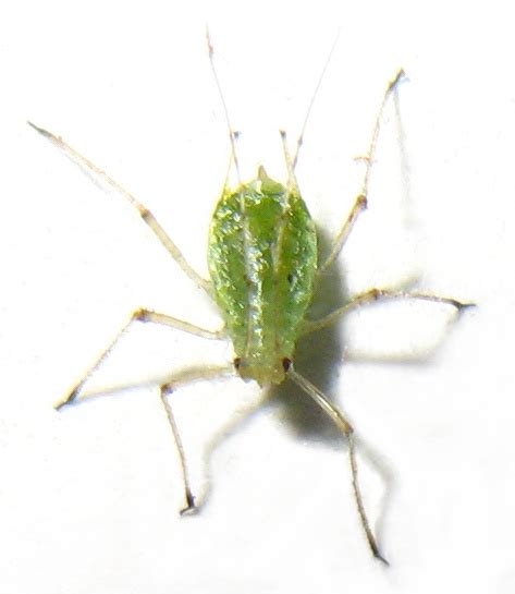 Green Aphid BugGuide Net