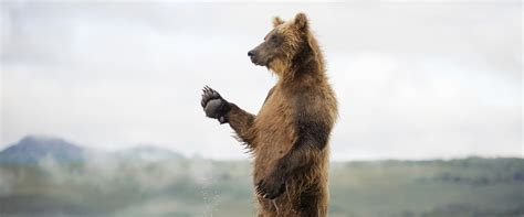 Terre Des Ours Trento Film Festival