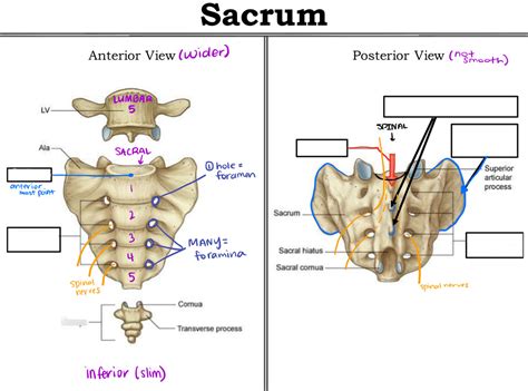 Unit Sacrum Diagram Quizlet