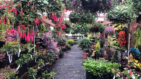 Explore Todds Nursery Our Versatile Plant Selection