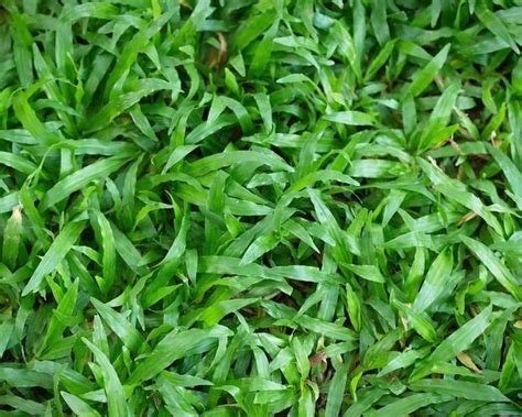 Grass Carpet Seed At Jacob Shadforth Blog