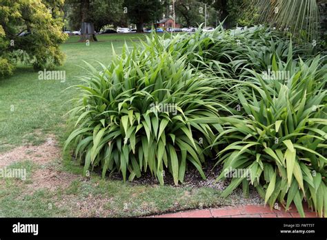 Palm Grass Plant Or Known As Setaria Palmifolia Or Evergreen Koi Pond