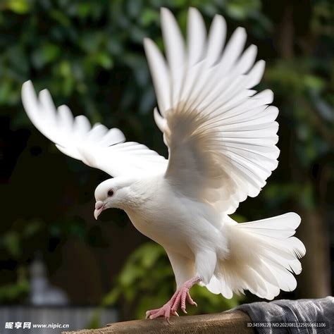 鸽子 摄影图 鸟类 生物世界 摄影图库 昵图网