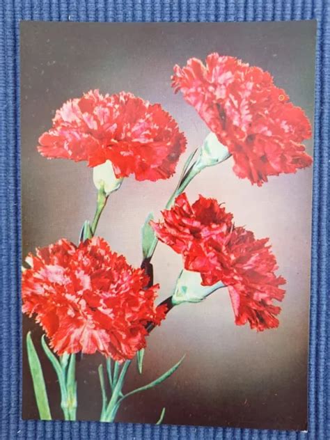 ALTE ANSICHTSKARTE POSTKARTE AK Kunstkarte Blumen Pflanzen Rote Nelken