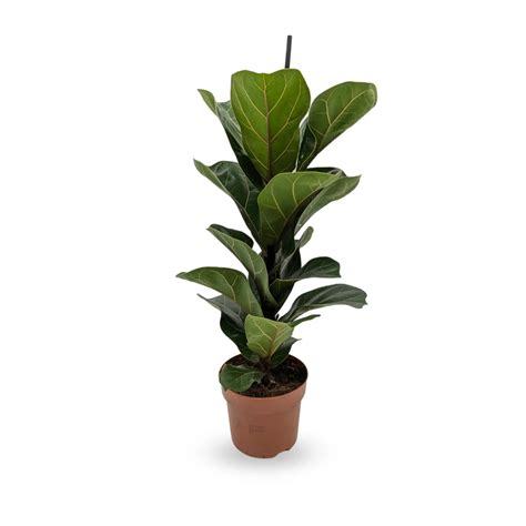Ficus Lyrata Bambino Dwarf Fiddle Leaf Fig Leaf Culture