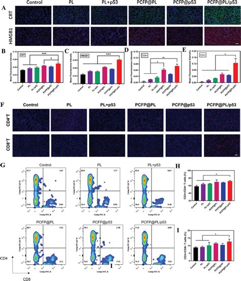 Antitumor Immunity A Immunofluorescence Imaging Of Crt And Hmgb1 In