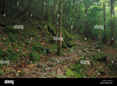 Shiratani Unsui Gorge Yakushima Kagoshima Japan Stock Photo Alamy