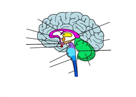 Ap Psych Unit 1 Test Diagram Quizlet