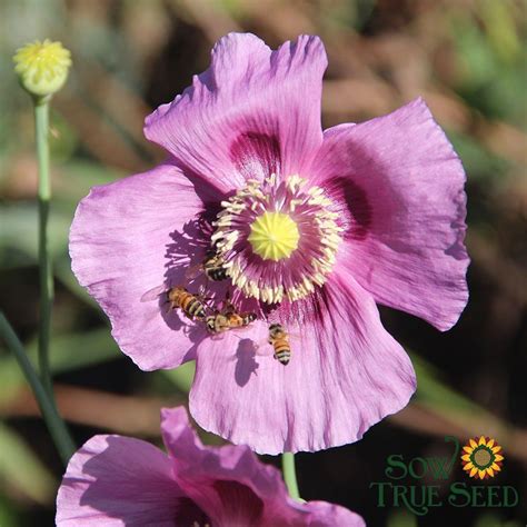 Pin On Flower Gardening
